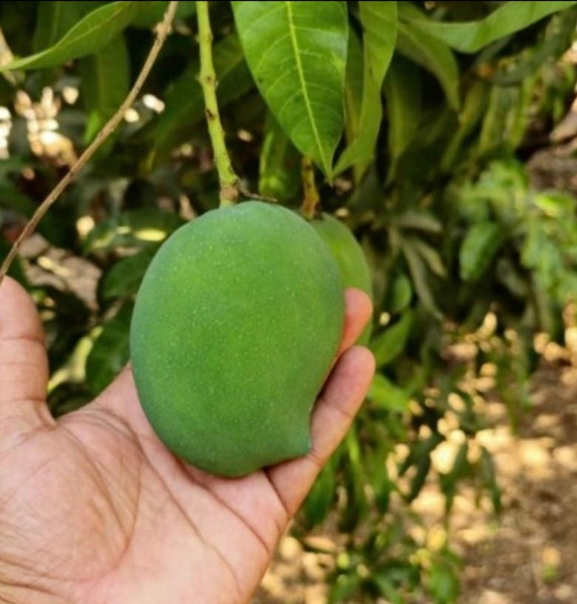 Alphonso (Hapus) Mangoes by FreshKarro